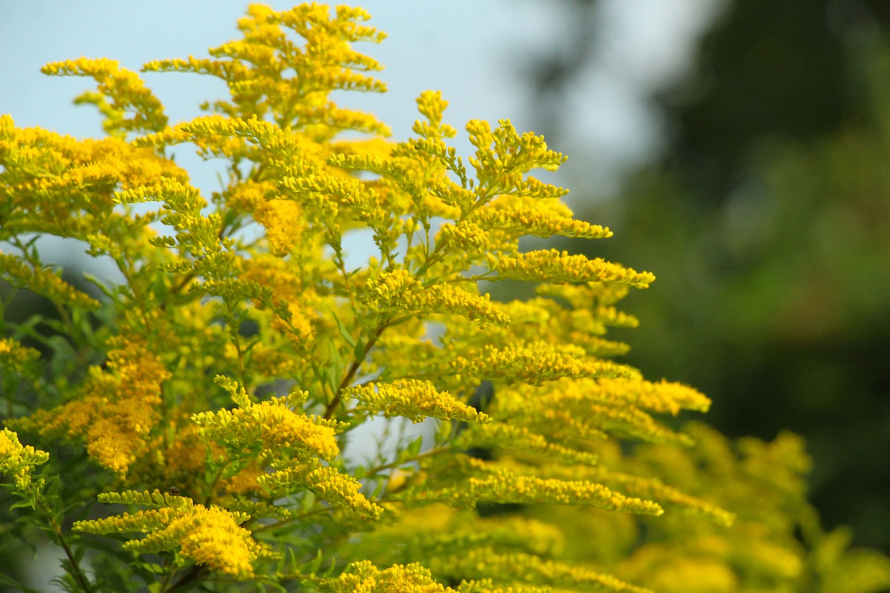 Goldenrod Flowers - Free photo on Pixabay