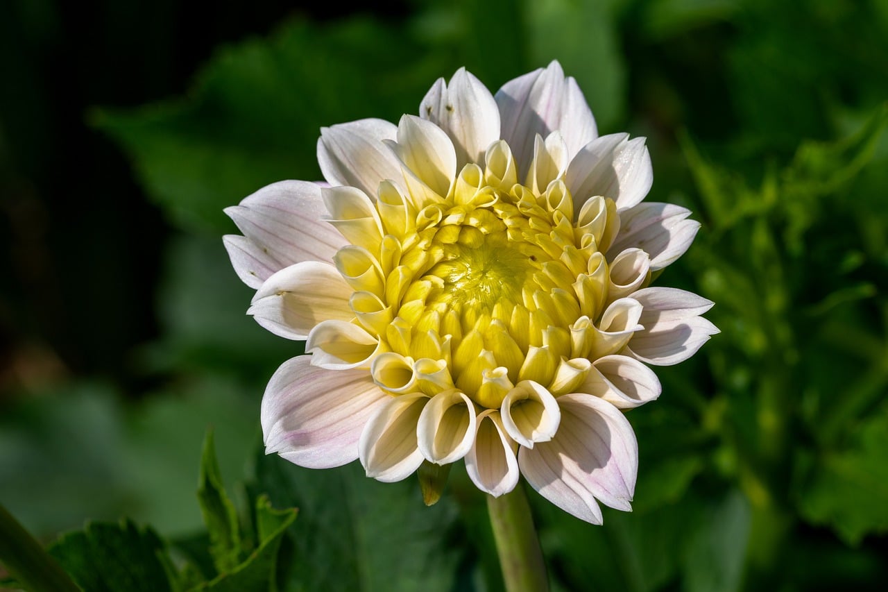 Bloom Flower Blossom - Free photo on Pixabay