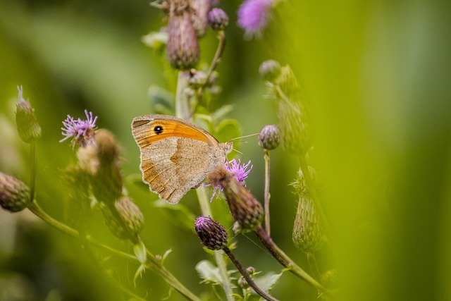 Big Ox Eye Butterfly Nature - Free photo on Pixabay