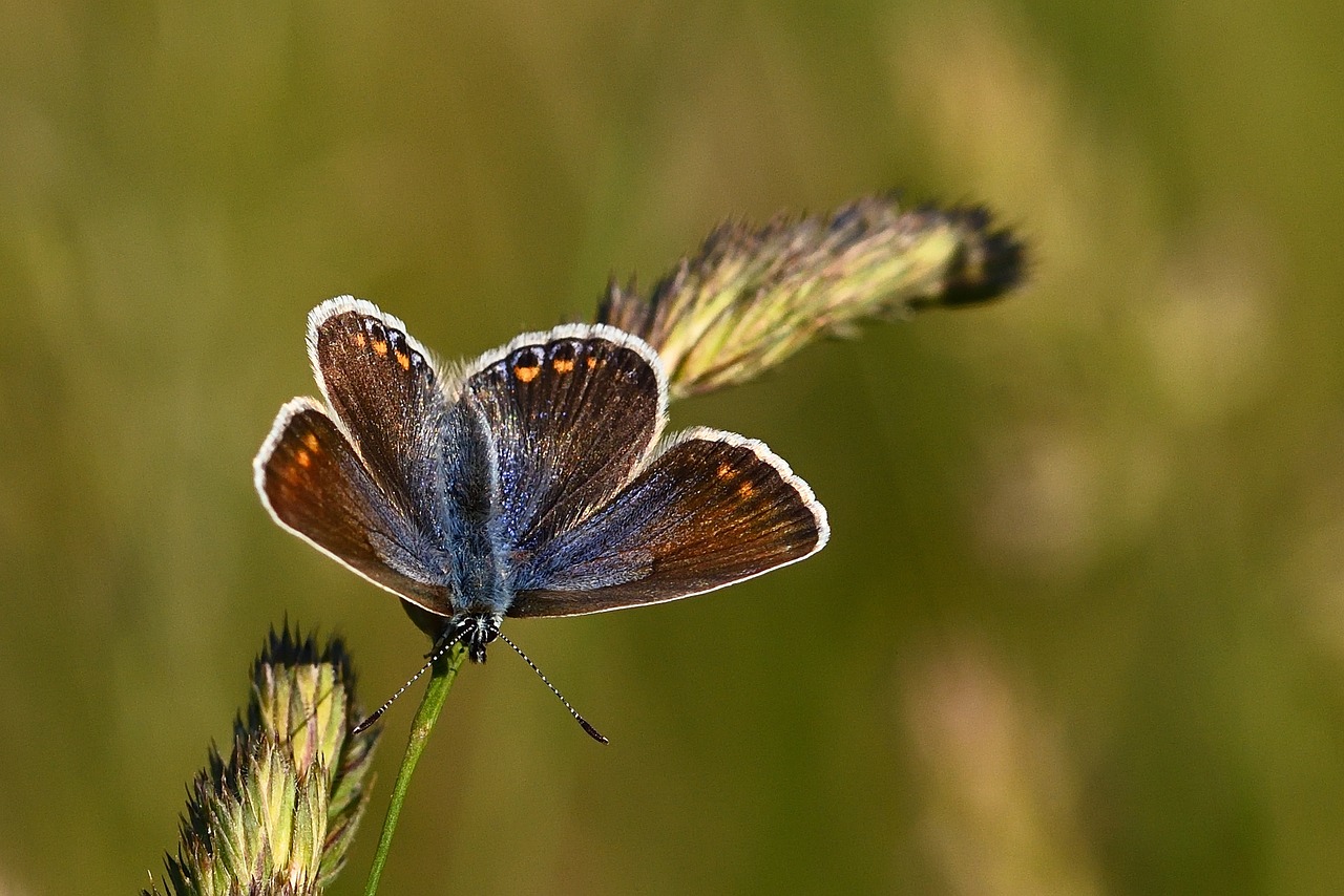 Butterfly Common Blue Sunset - Free photo on Pixabay