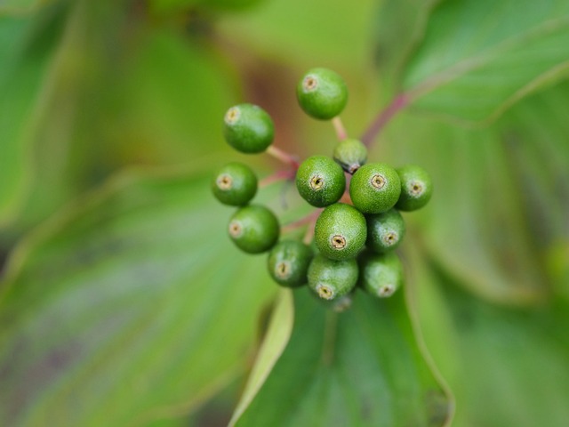Berry Immature Green - Free photo on Pixabay