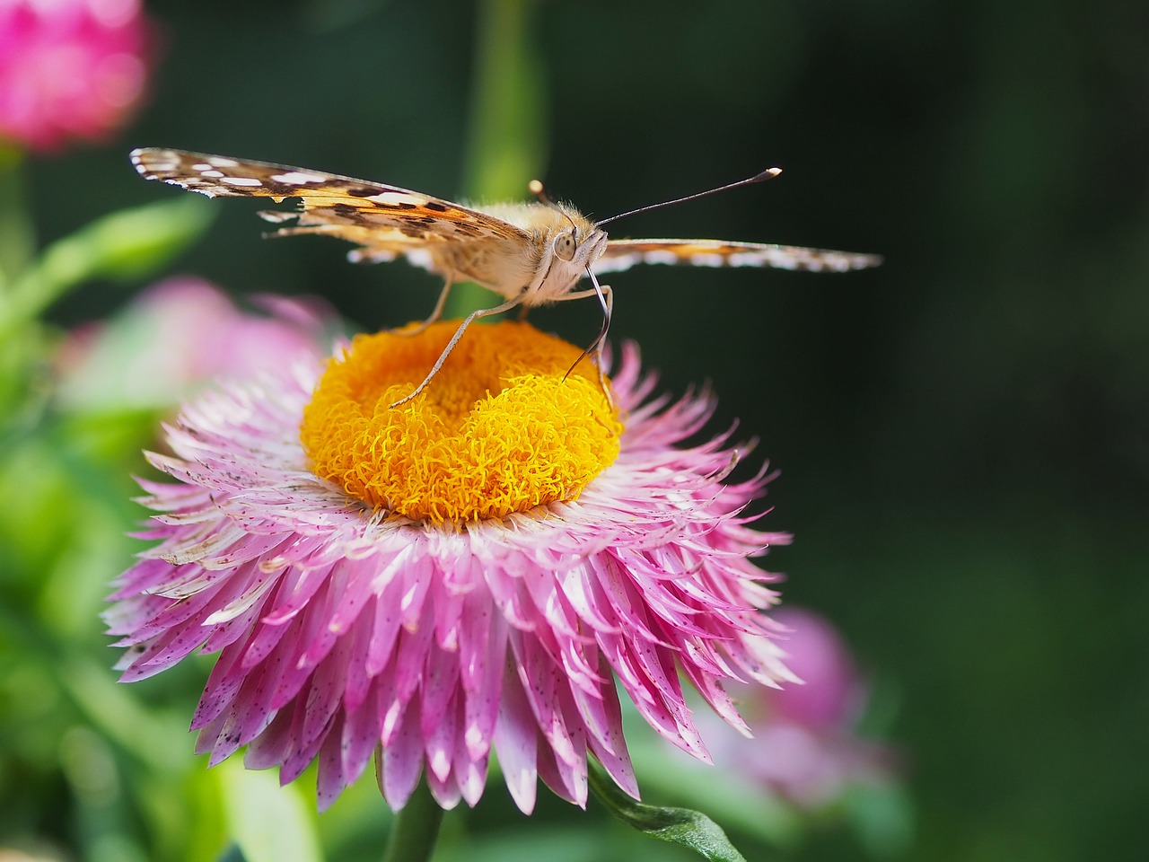 Vanessa Cardui Butterfly Straw - Free photo on Pixabay