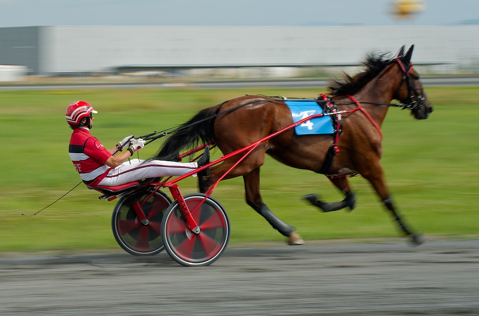 Race Horse Trot - Free photo on Pixabay