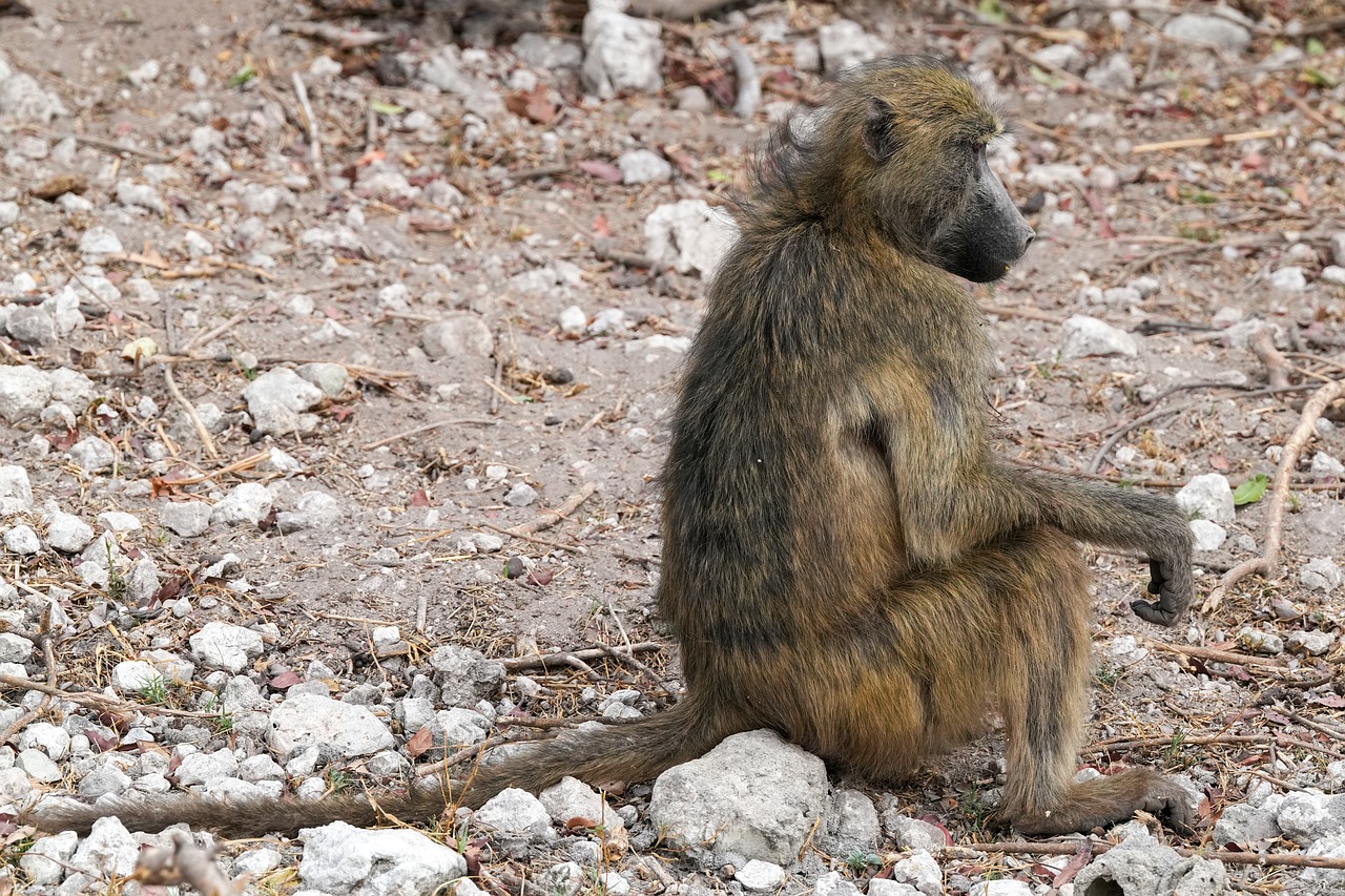 Baboon Sitting Ape - Free photo on Pixabay