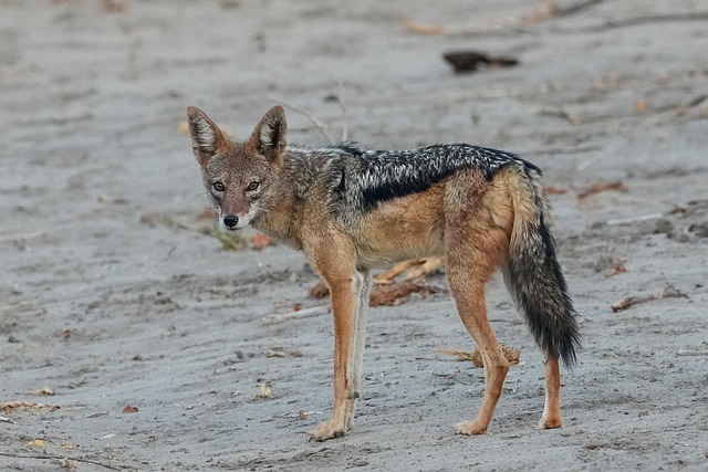 Jackal Animal Wildlife - Free photo on Pixabay