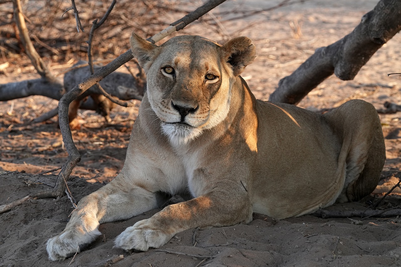 Lioness Nature Wild Big - Free photo on Pixabay