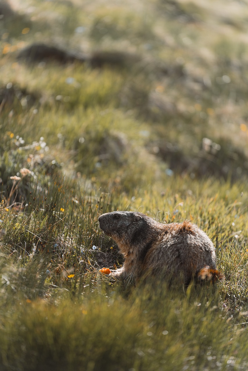 Marmot Grassland Nature Animal - Free photo on Pixabay