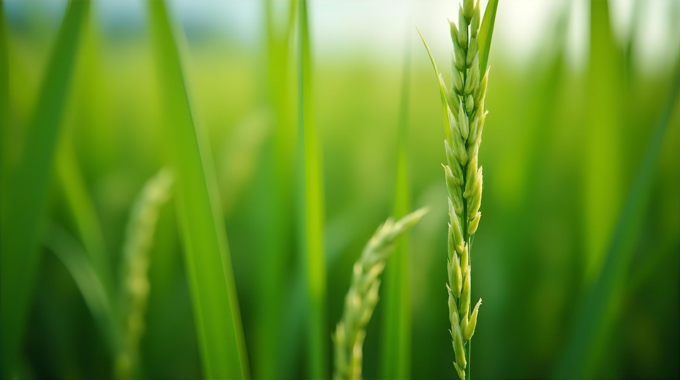 Download Rice Plant, Rice Field, Green Crops. Royalty-Free Stock ...