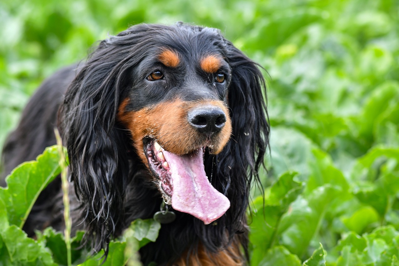 Dog Gordon Setter Animal - Free photo on Pixabay