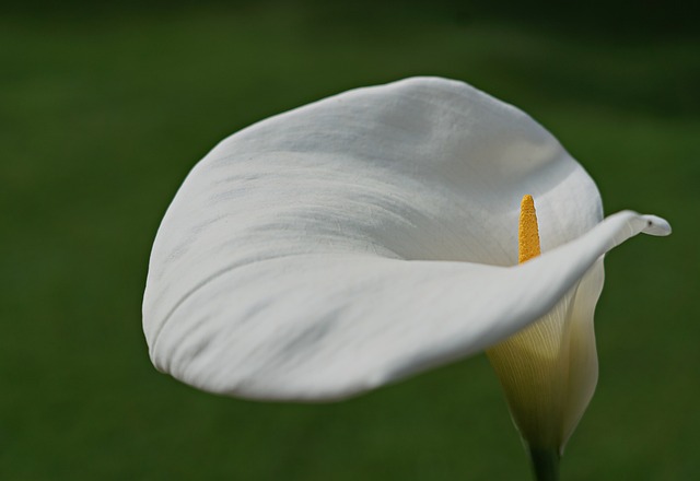 Flower Arum White - Free photo on Pixabay