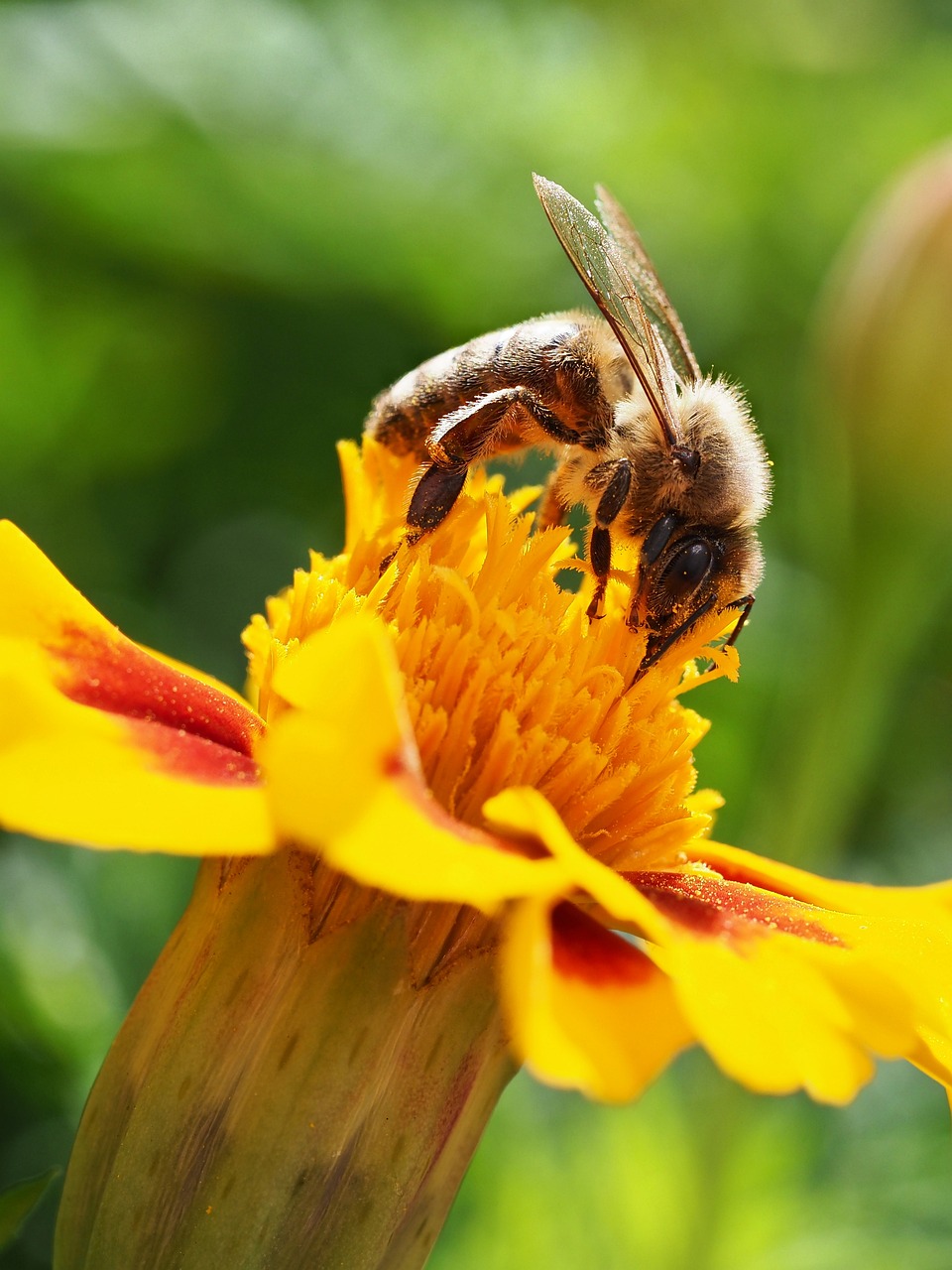 Abeille Insecte La Nature - Photo gratuite sur Pixabay