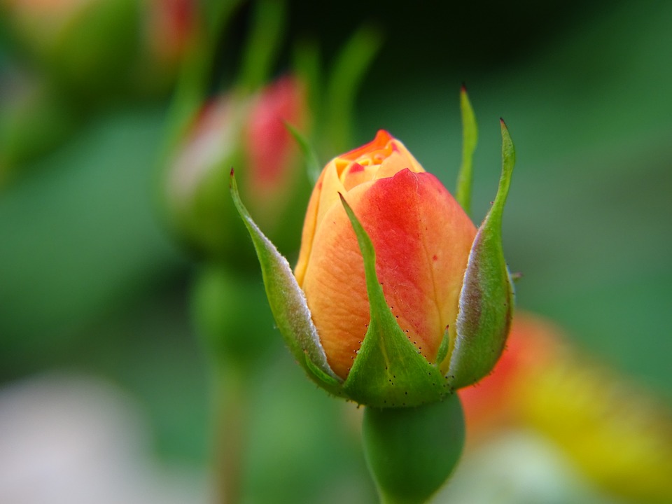 Rose Blomstre Knop - Gratis foto på Pixabay