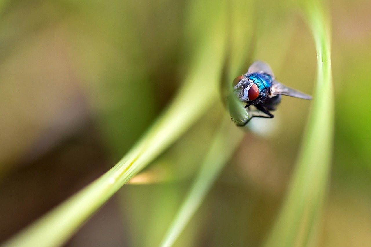 Fly Insect Macro - Free photo on Pixabay