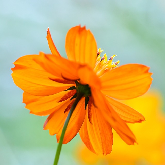 Cosmos Flower Sulphurous - Free photo on Pixabay