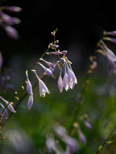 Hosta Flower Flowers Purple - Free photo on Pixabay