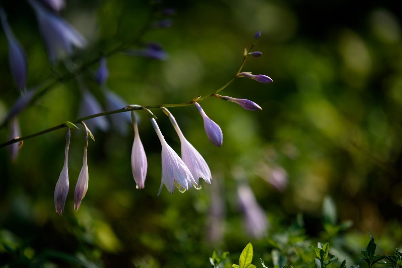 Hosta Flower Flowers Purple - Free photo on Pixabay