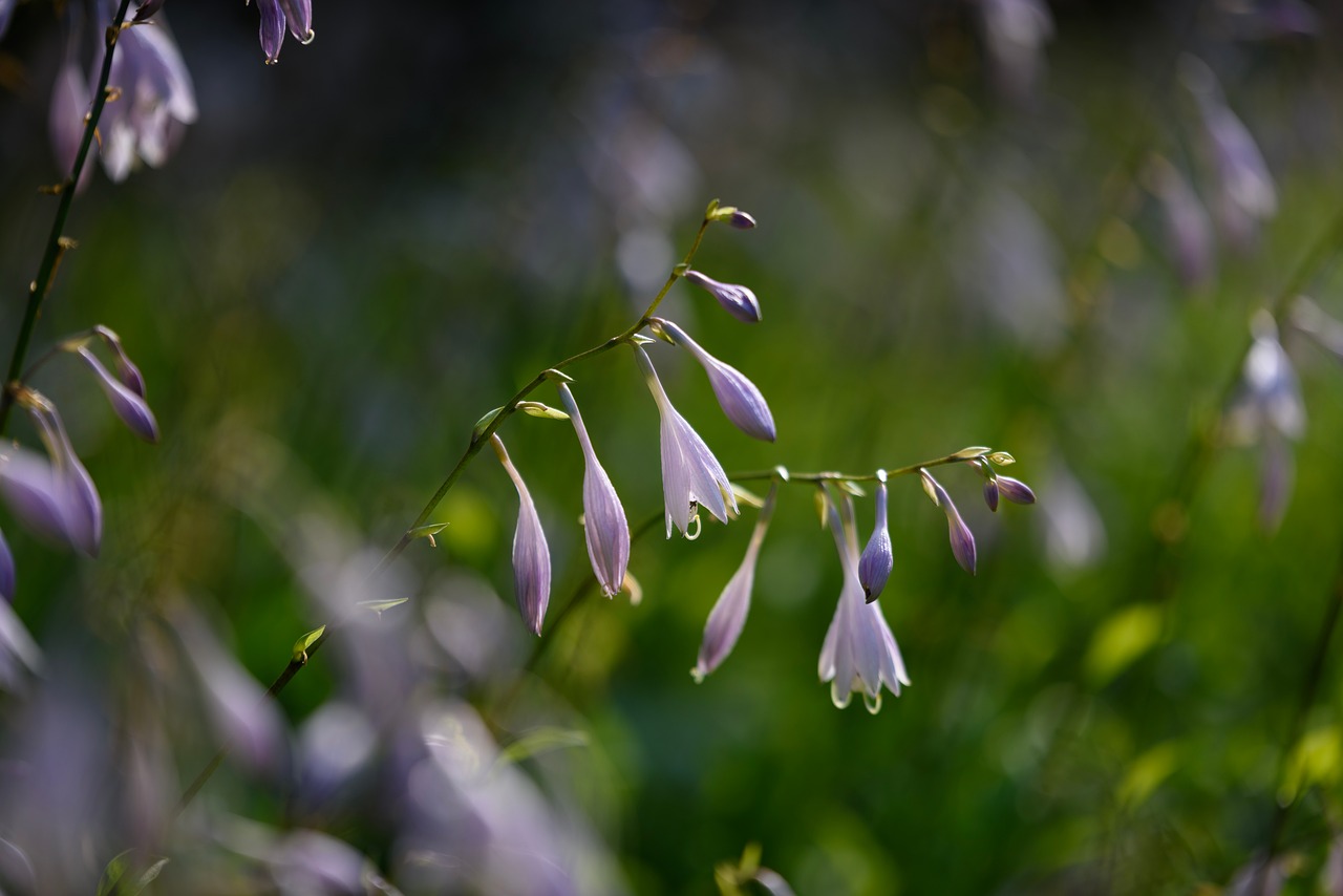 Hosta Flower Flowers Purple - Free photo on Pixabay
