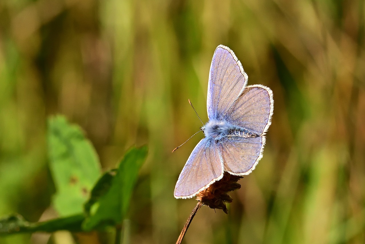 Butterfly Common Blue Butterflies - Free photo on Pixabay