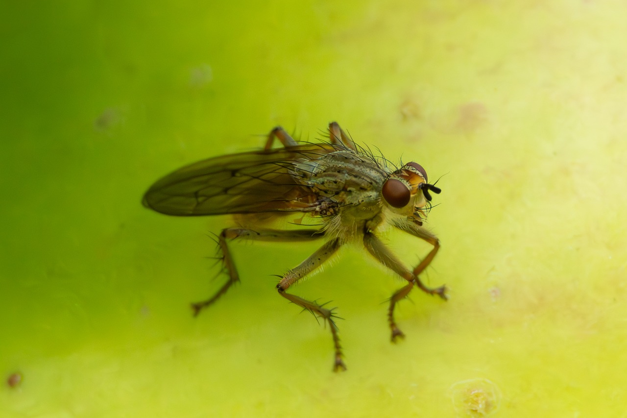 Scathophaga Rovar Légy - Ingyenes fotó a Pixabay-en