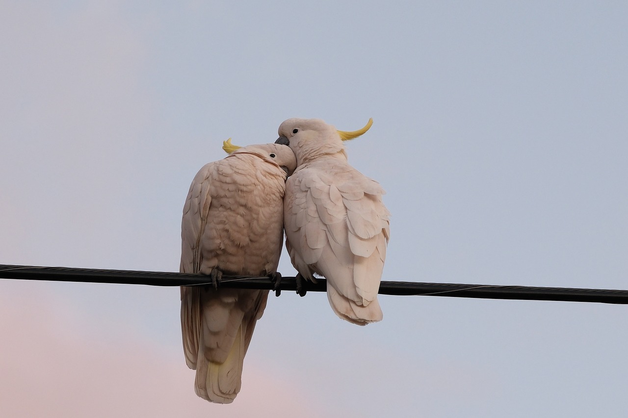 Cockatoo Parrot Nature - Free photo on Pixabay