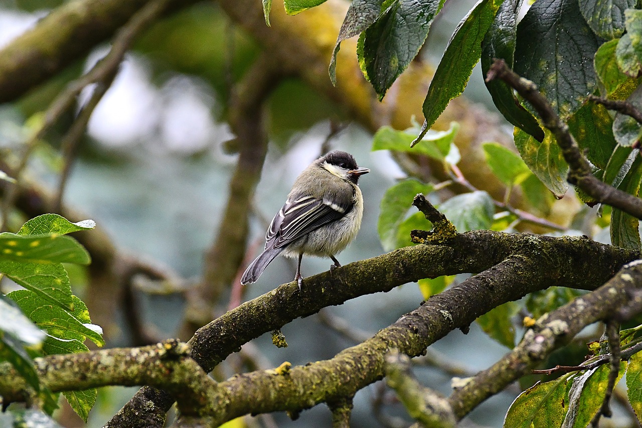 Parus Major Pájaro Naturaleza - Foto gratis en Pixabay