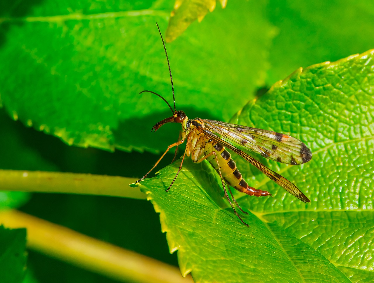 Scorpion Fly Insect Close Up - Free photo on Pixabay
