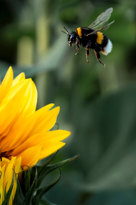 Bumblebee Flying Insect Sunflower - Free photo on Pixabay