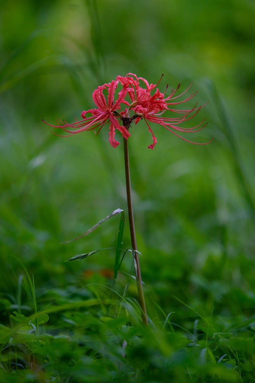 Lycoris Flowers Red - Free photo on Pixabay
