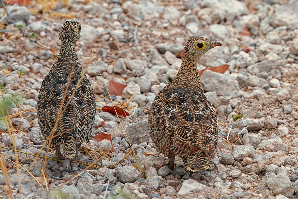 Quail Francolin Frankoline Bird - Free photo on Pixabay