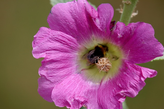 Hollyhock Common Peony Calyx - Free photo on Pixabay