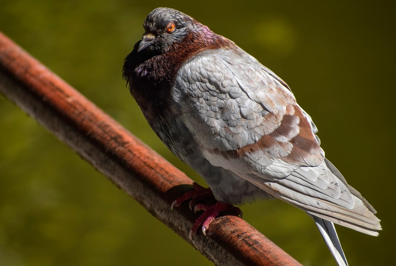 Beautiful Dove Images: Free Stock Photos of Real Flying Birds & Love ...