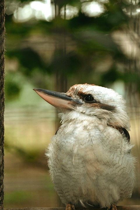 Laughing Kookaburra Bird - Free photo on Pixabay