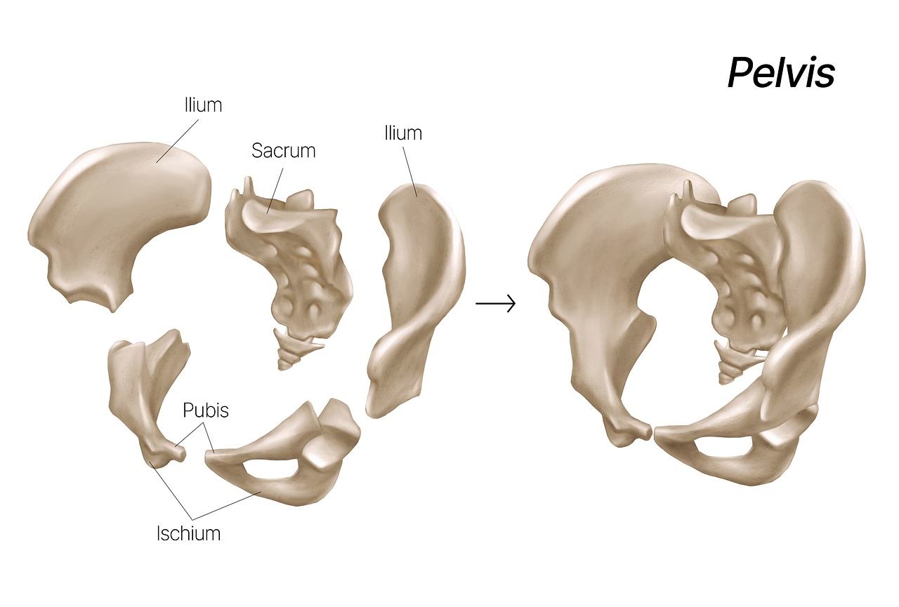 Download Pelvic Bone, Sacrum, Pelvis. Royalty-Free Stock Illustration ...
