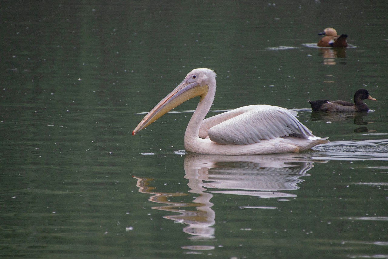 Pelican Ducks Birds - Free photo on Pixabay