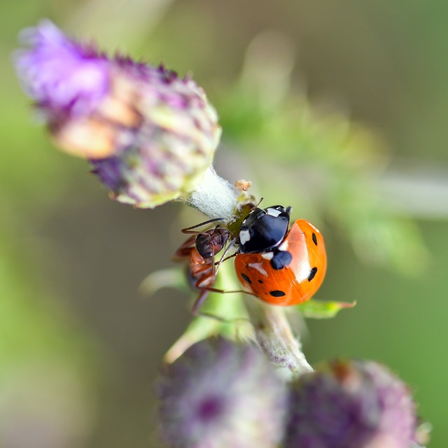 Ladybug Ant Insect - Free photo on Pixabay
