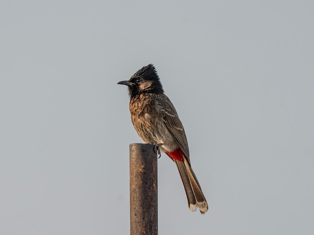 Bulbul Bird Animal - Free photo on Pixabay