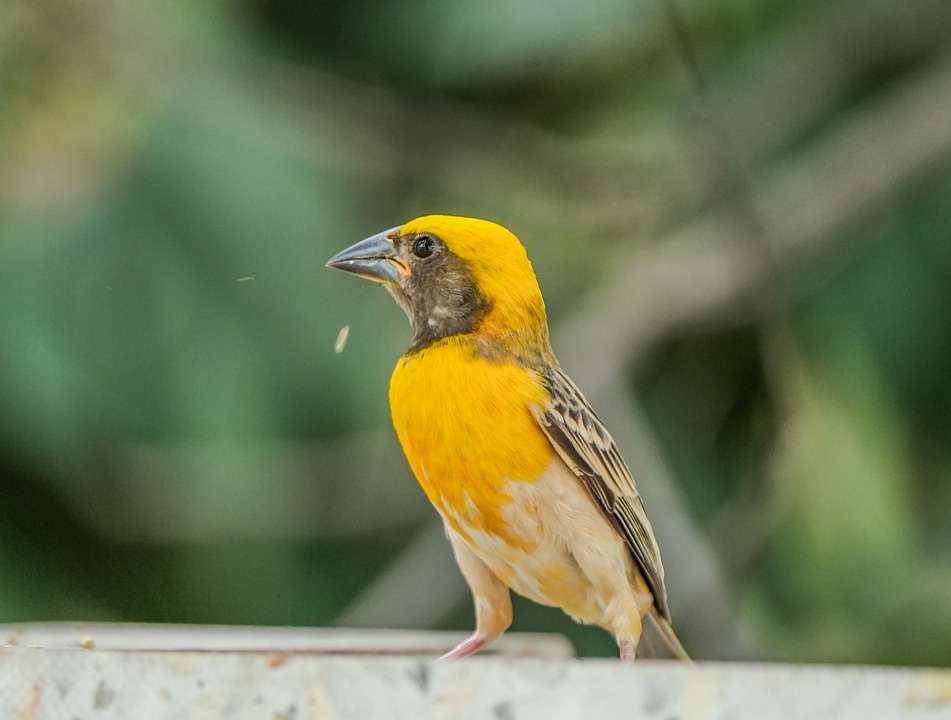 Weaver Bird - Free photo on Pixabay