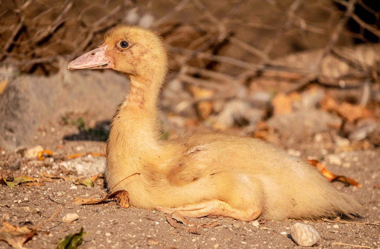 Goose Chicks Bird - Free photo on Pixabay