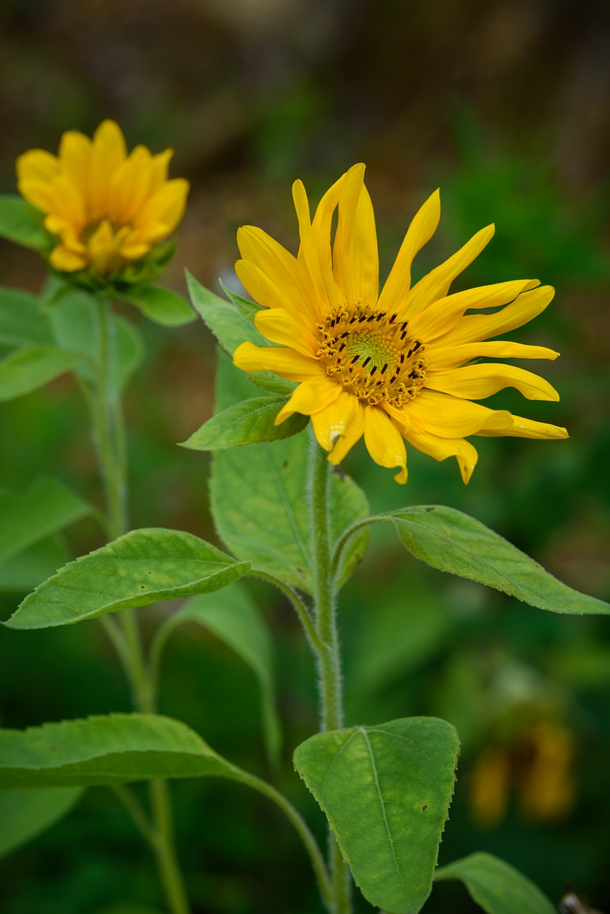 Sunflower Flowers Yellow - Free photo on Pixabay