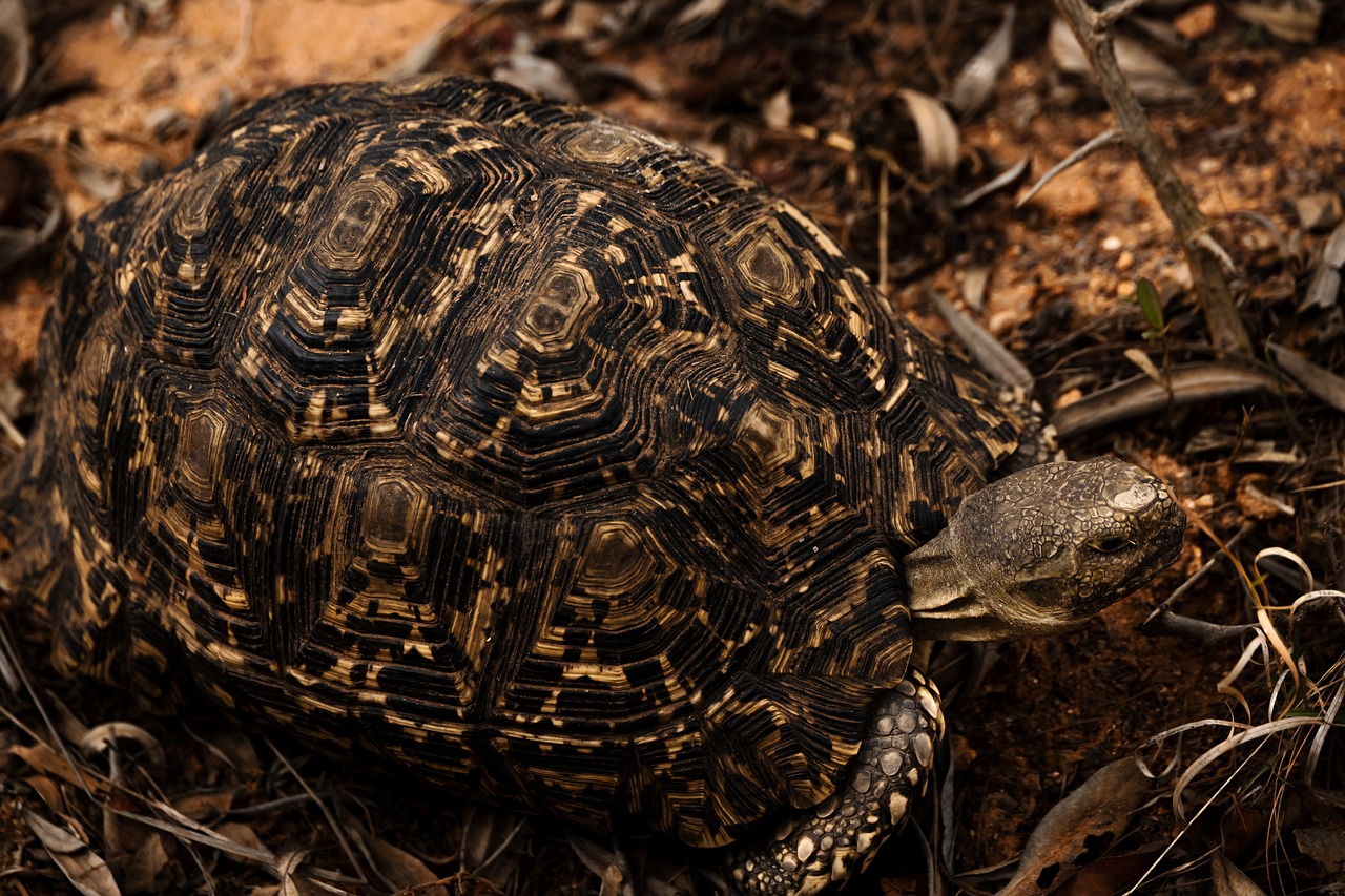 Tortoise Wild Animals Kruger South - Free photo on Pixabay
