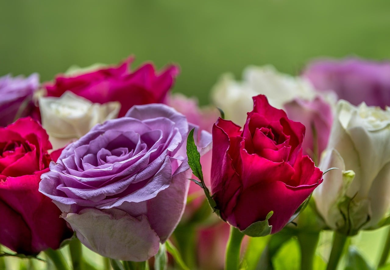 Roses Nature Flower - Free photo on Pixabay