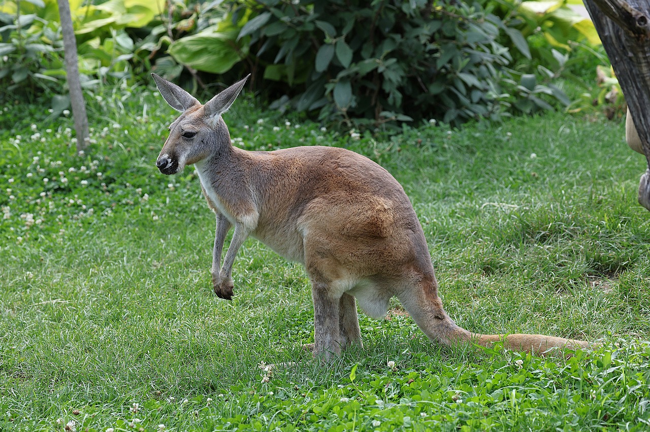 Animal Mammal Zoo - Free photo on Pixabay