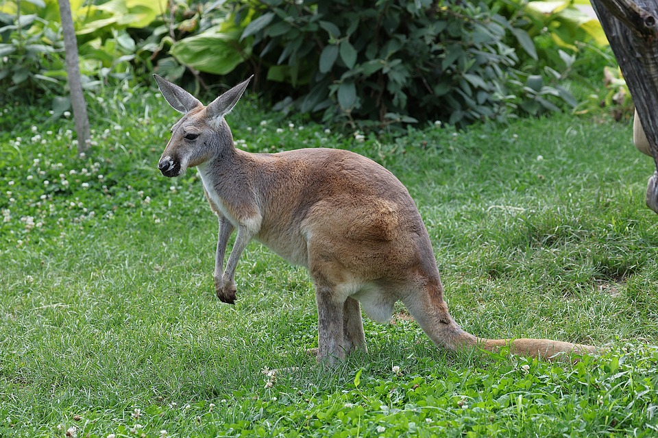 Animal Mammal Zoo - Free photo on Pixabay