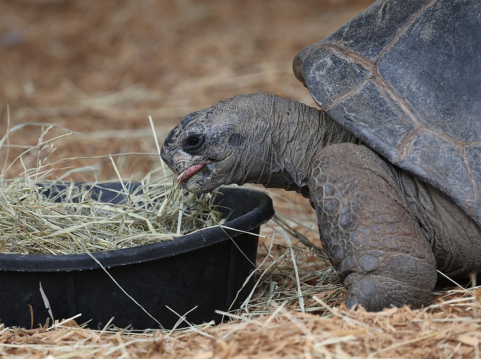Giant Tortoise Animal - Free photo on Pixabay