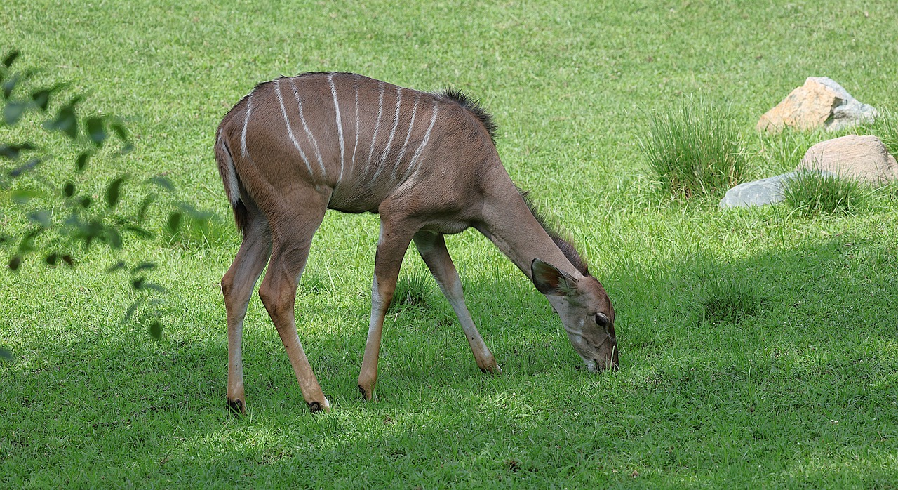 Lesser Kudu Animal Mammal - Free photo on Pixabay