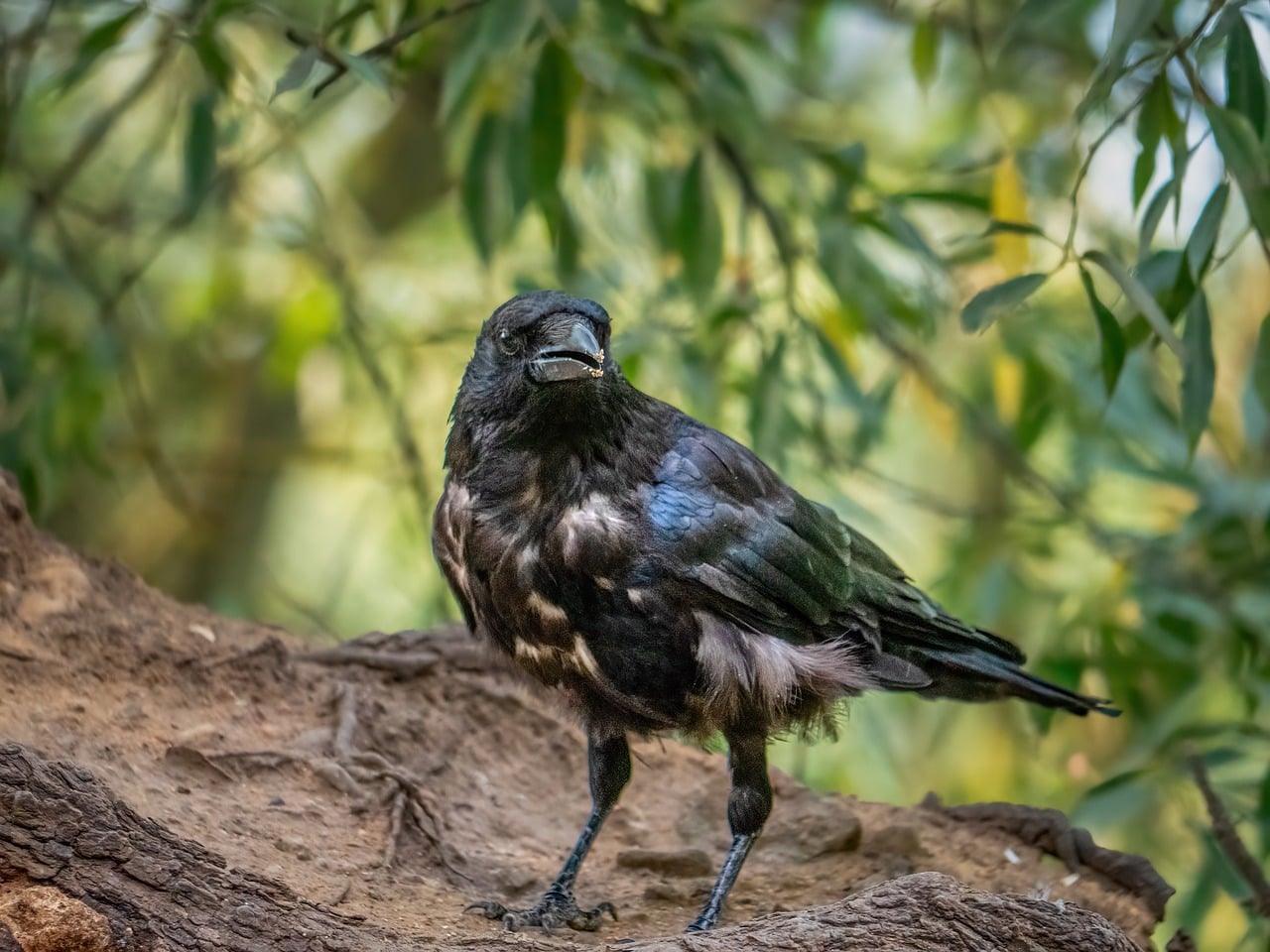 Crow Nature Bird - Free photo on Pixabay