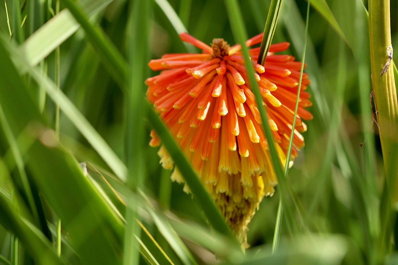 Torch Lily Inflorescence - Free photo on Pixabay