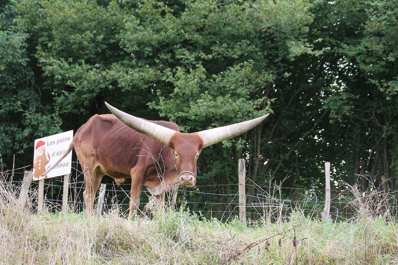 Cow Nature Animal - Free photo on Pixabay