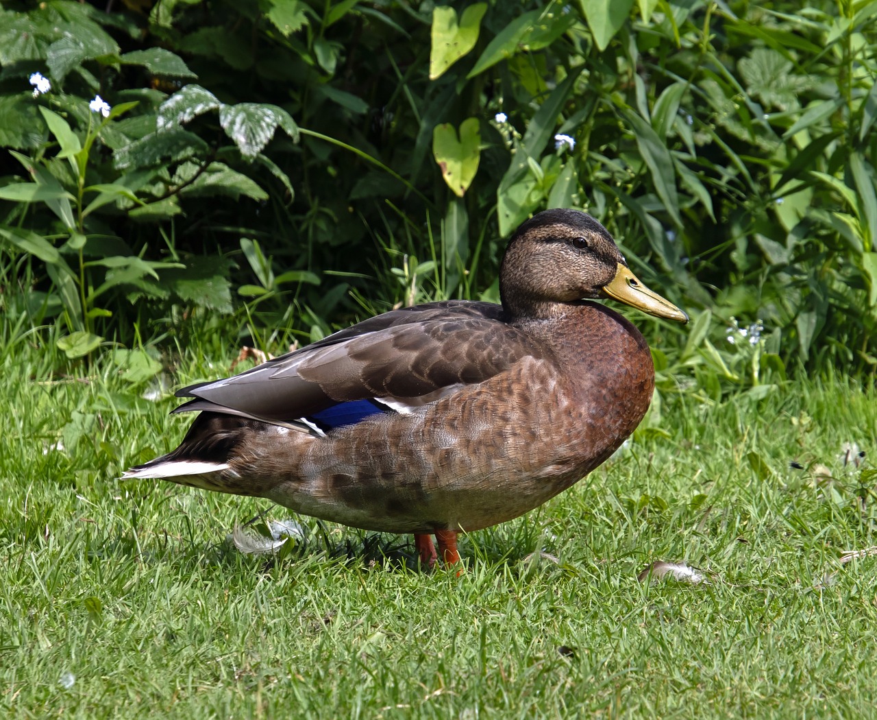 Gray Duck Spirit Waterfowl - Free photo on Pixabay