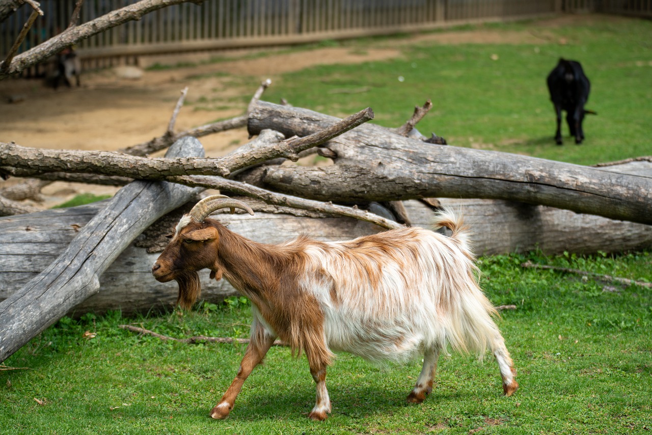 Goat Nature Animal - Free photo on Pixabay
